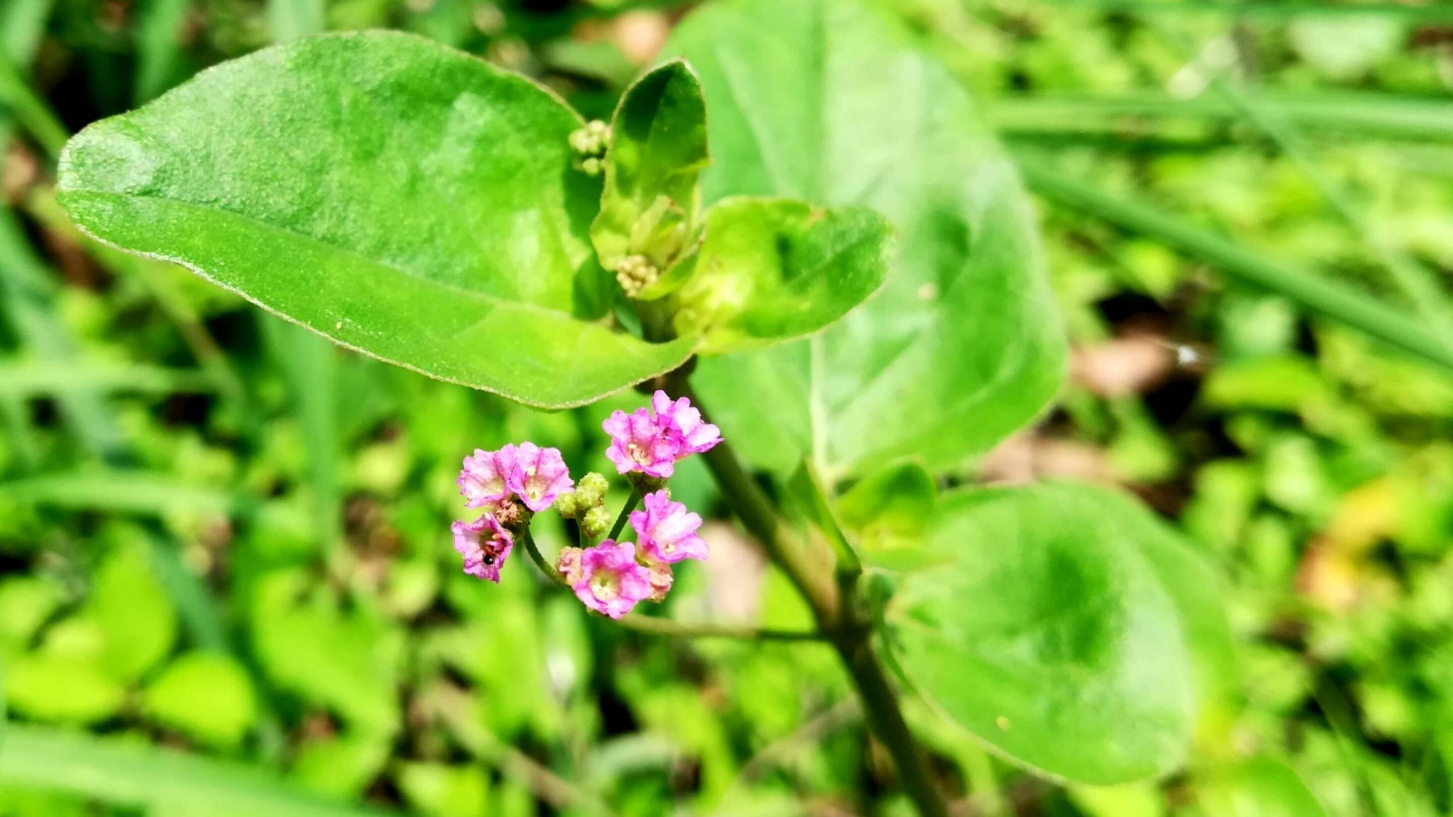 Top 5 Benefits of the Punarnava Plant as a Skincare Ingredient – glorioskin
